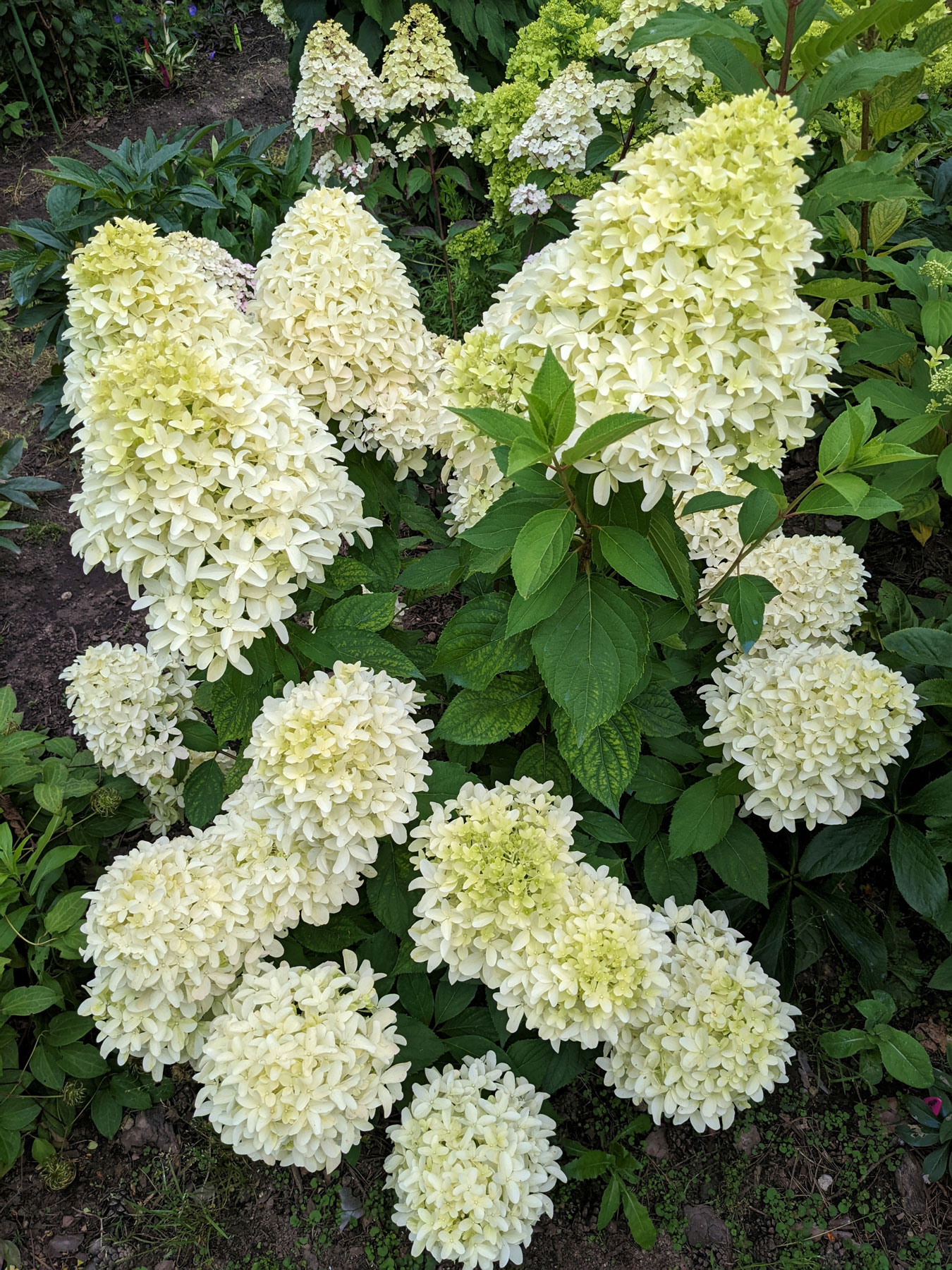 Groupe Richer | Panicle Hydrangea 'Bobo' (Hydrangea paniculata 'Bobo')